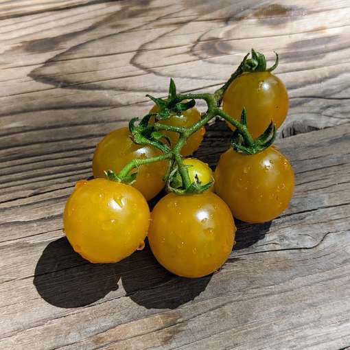 Meraki Green Boy Micro Dwarf Tomato-Meraki Seeds