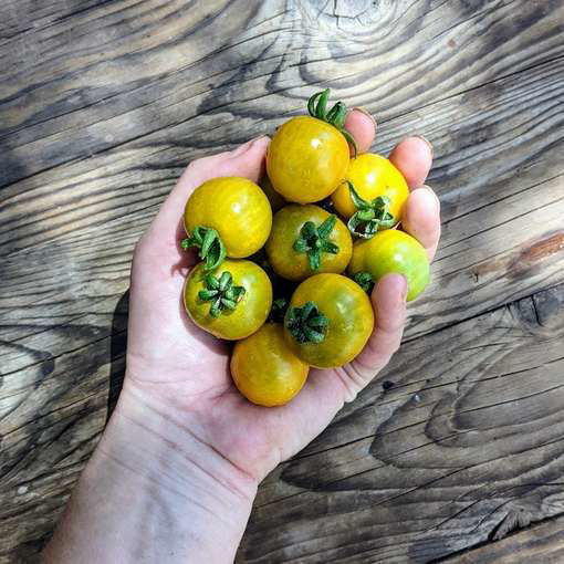 Meraki Green Boy Micro Dwarf Tomato-Meraki Seeds